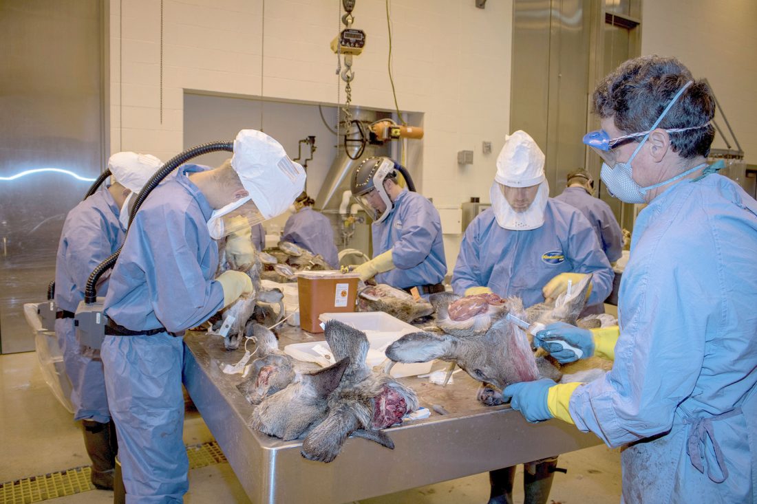 Five workers at Michigan wildlife lab get form of TB | News, Sports ...